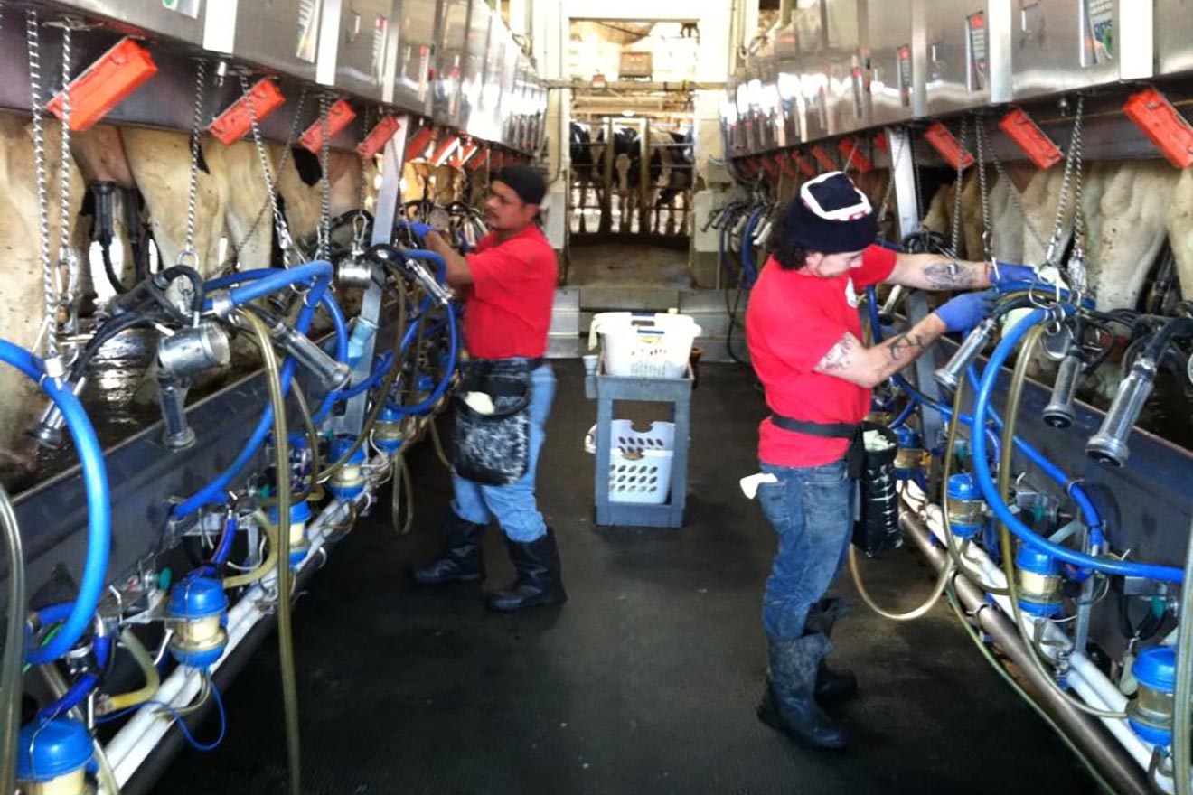 24 Set Cow Sprinkler System - Pauli Plumbing