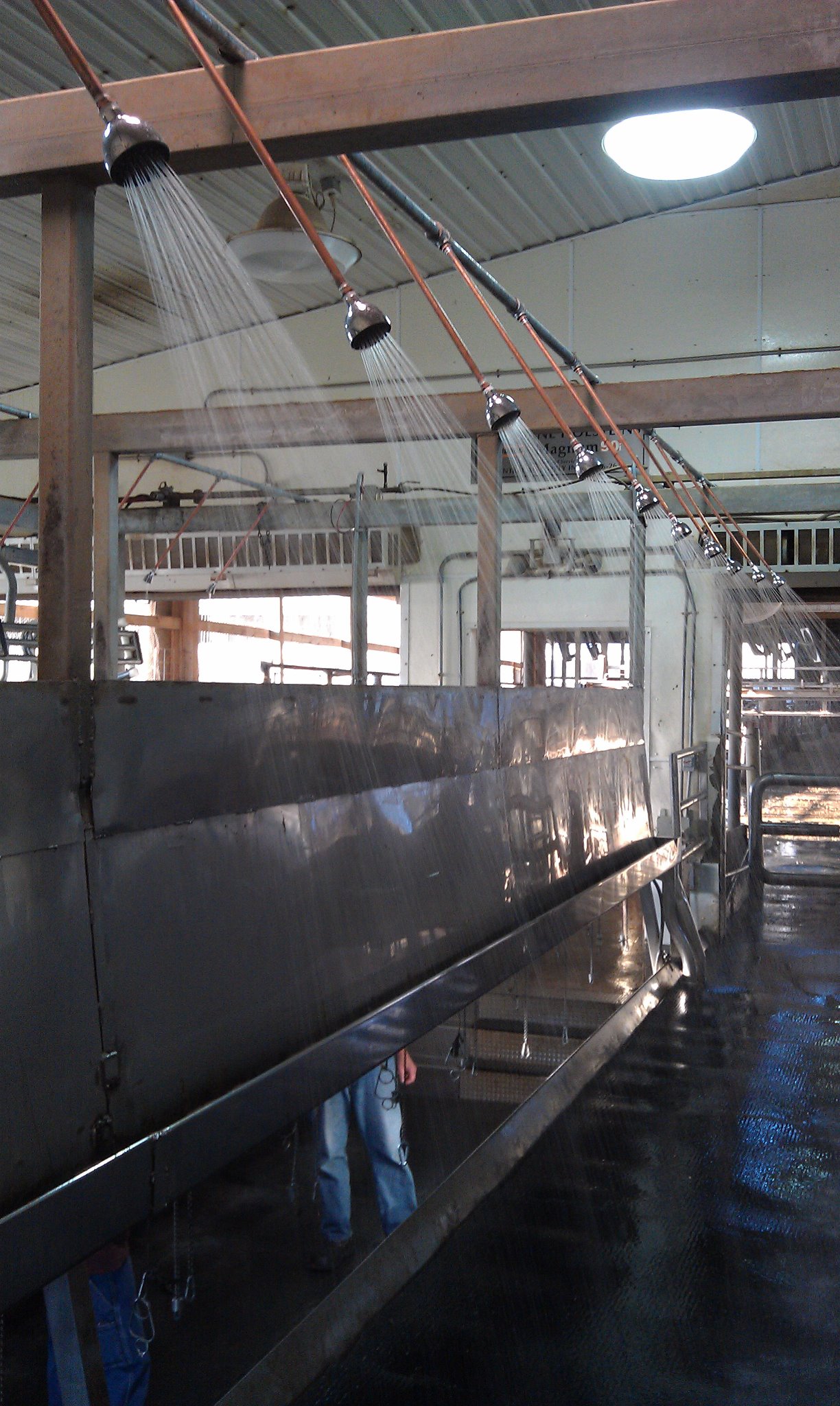 24 Set Cow Sprinkler System - Pauli Plumbing